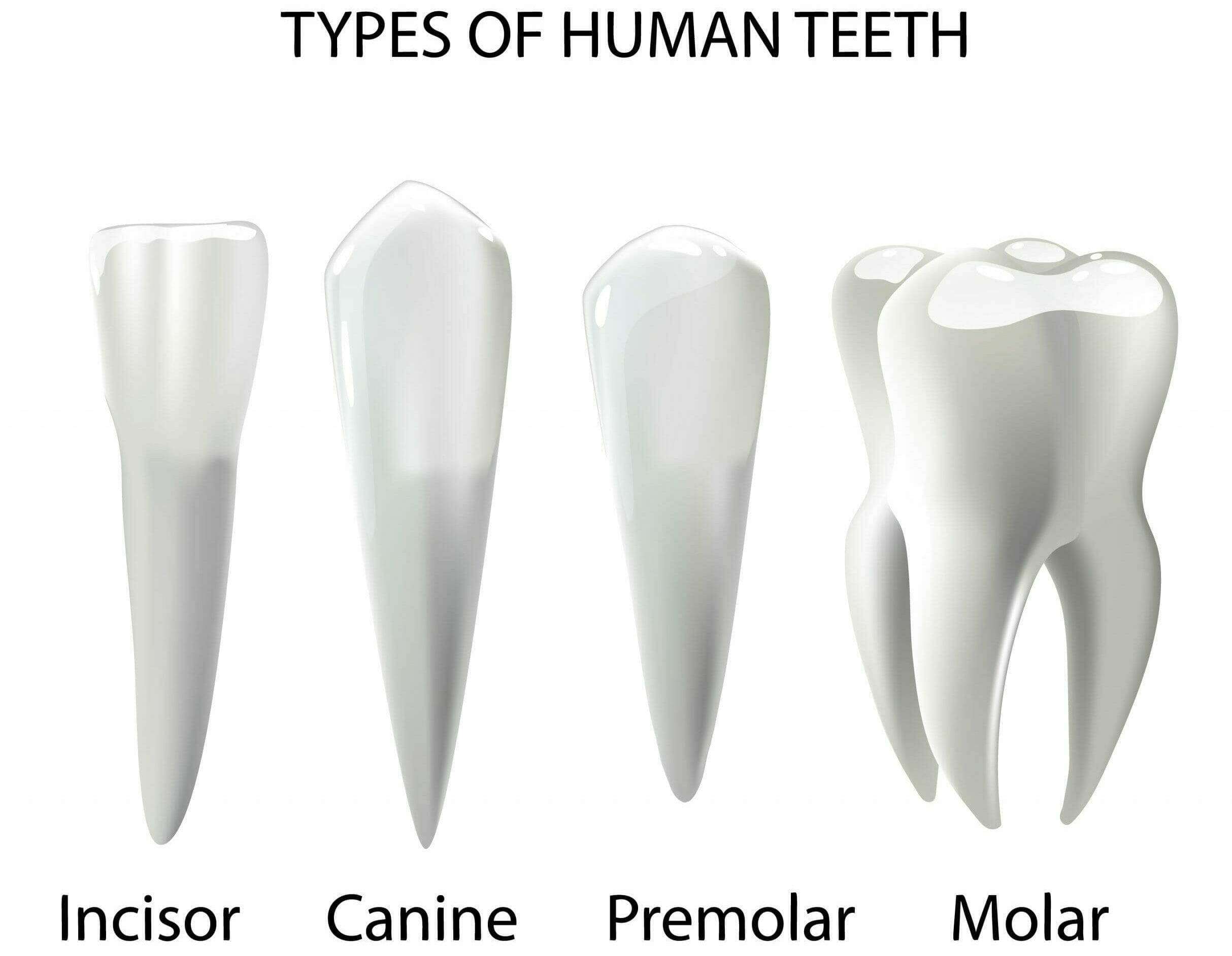 What Are Canine Teeth Called In Humans